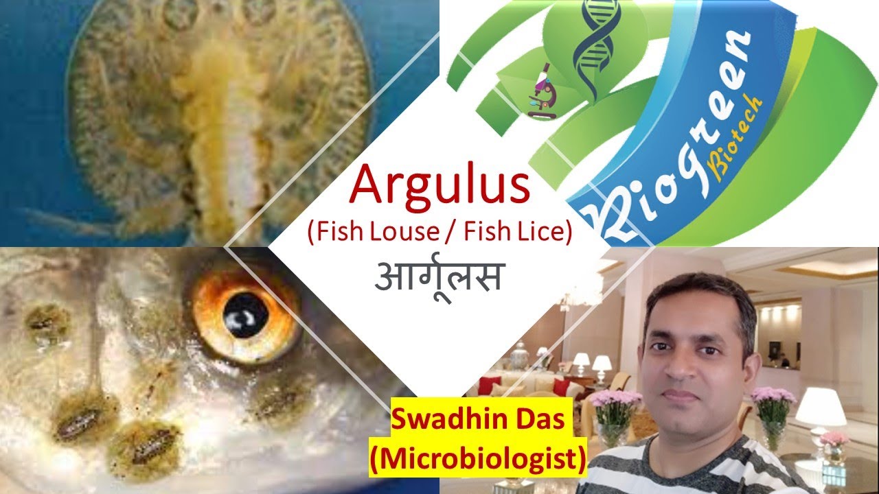 Argulus fish disease. आर्गुलस: इस बीमारी में मछली के शरीर पर चपटी जूं ...