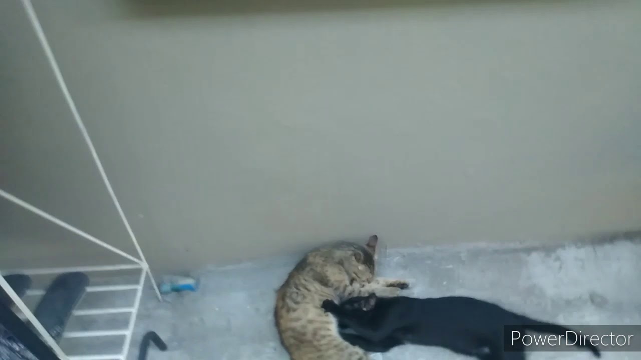 Malanding pusa! video clip no.1 - YouTube