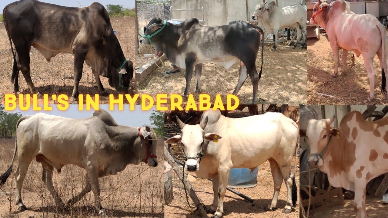 bade janwar in Hyderabad | Ongole bulls in Hyderabad | deoni bull desi ...