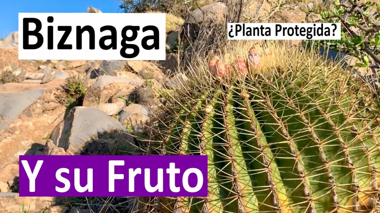 Biznaga y su Fruto | Desierto Verde - YouTube