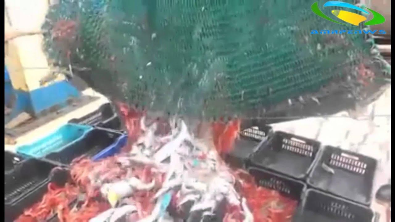 Moroccan Fishing Vessels plundering the fish stocks off the Western ...