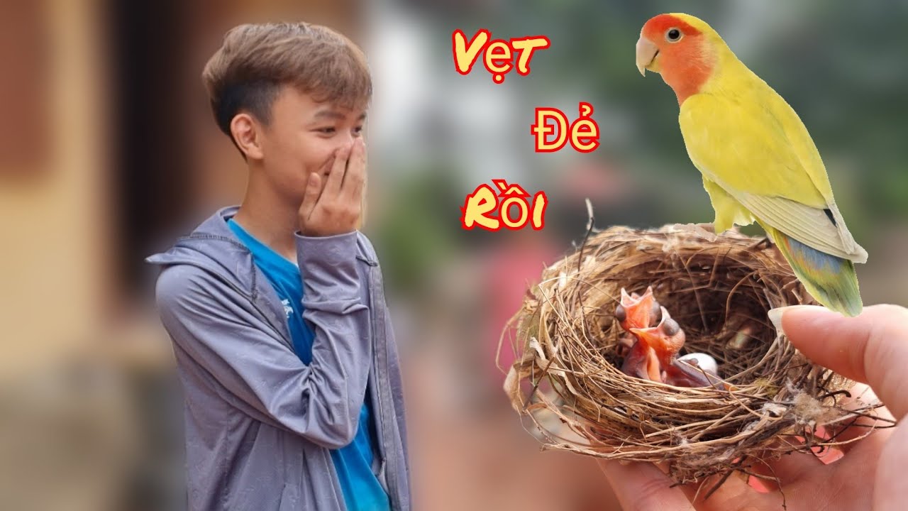 Vẹt Lovebird Đã Đẻ Lứa So Và Gửi Tổ Chim Đen Về Đúng Chủ / HIỆP CUỘI TV ...