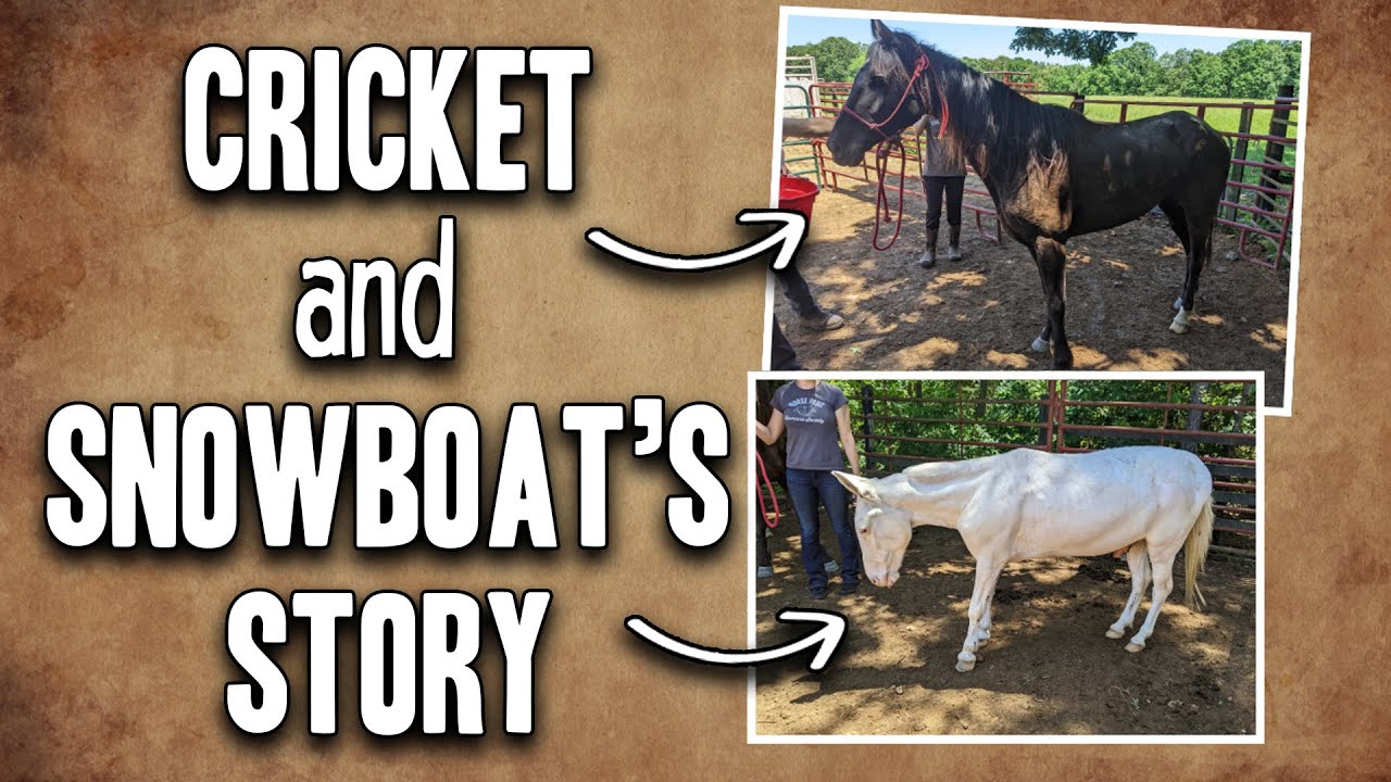 The Reality of Rescue | Cricket & Snowboat's Story - YouTube