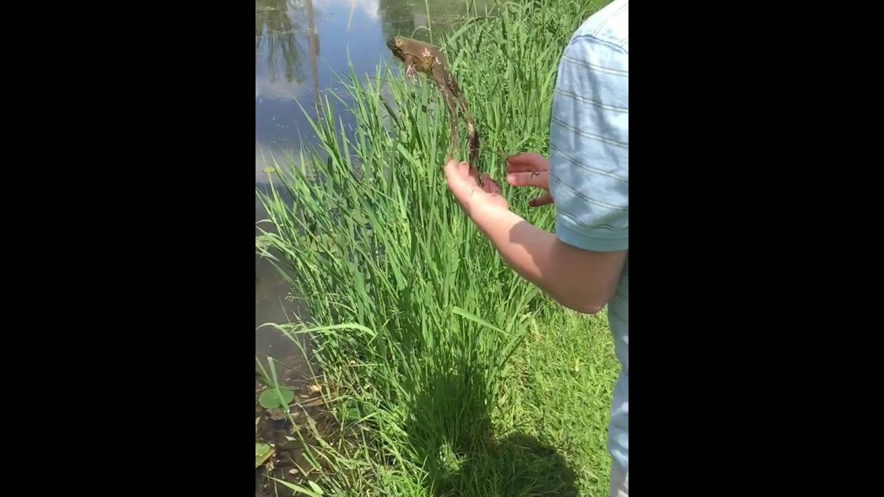 Cool Frog Slow motion jump - YouTube