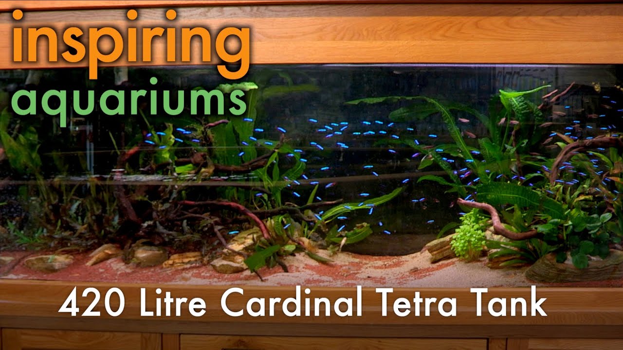 Inspiring Aquariums - 420 Litre Cardinal Tetra Tank - YouTube