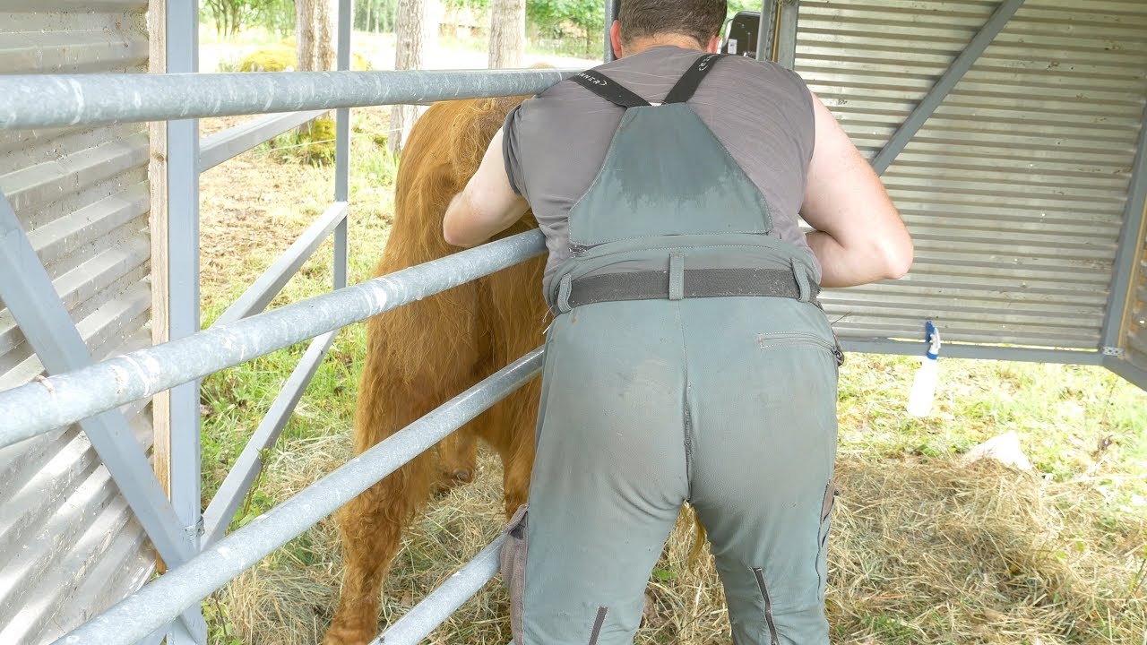 Reaching Into a Cow's Rear End | Is the calf dead? - YouTube