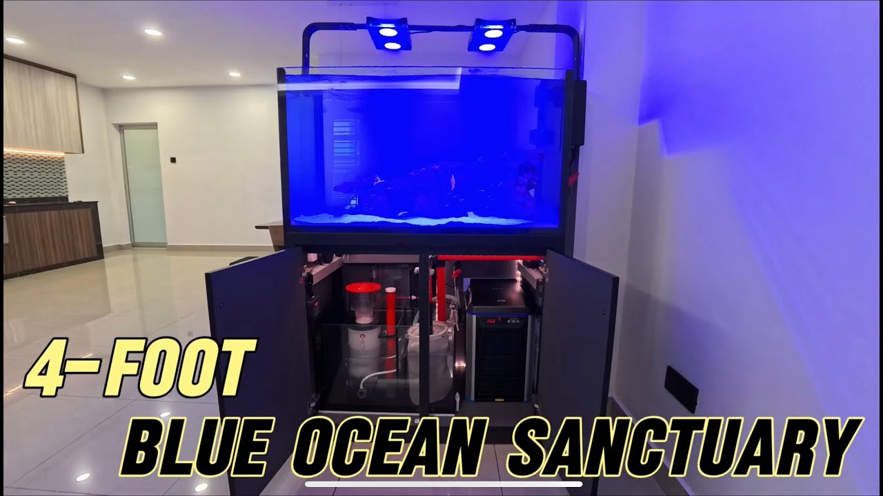 From Zero to Reef: Building 4ft Saltwater Aquarium - YouTube