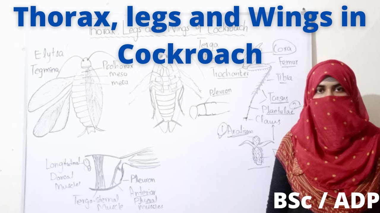 Thorax of Cockroach | legs and Wings | Body Features of Cockroach ...