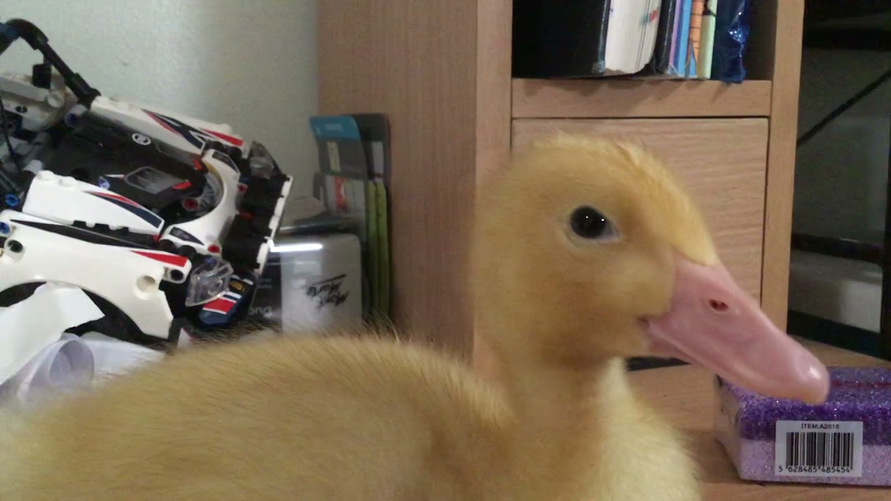 My young duckling scared of being alone! - YouTube