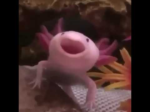 Axolotl with THX Sound Effect - YouTube