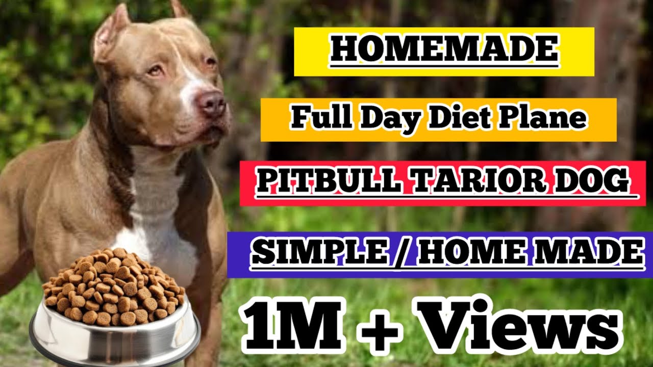 HOMEMADE DIET PLAN FOR PITBULL DOG🔥🔥// FULL HEAVY // FULL PROTEIN DIET ...