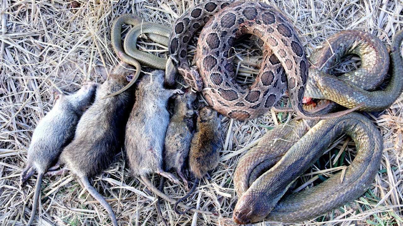 Topic 3 Videos Primitive Find Cobra and Giant Rat - How to Primitive ...