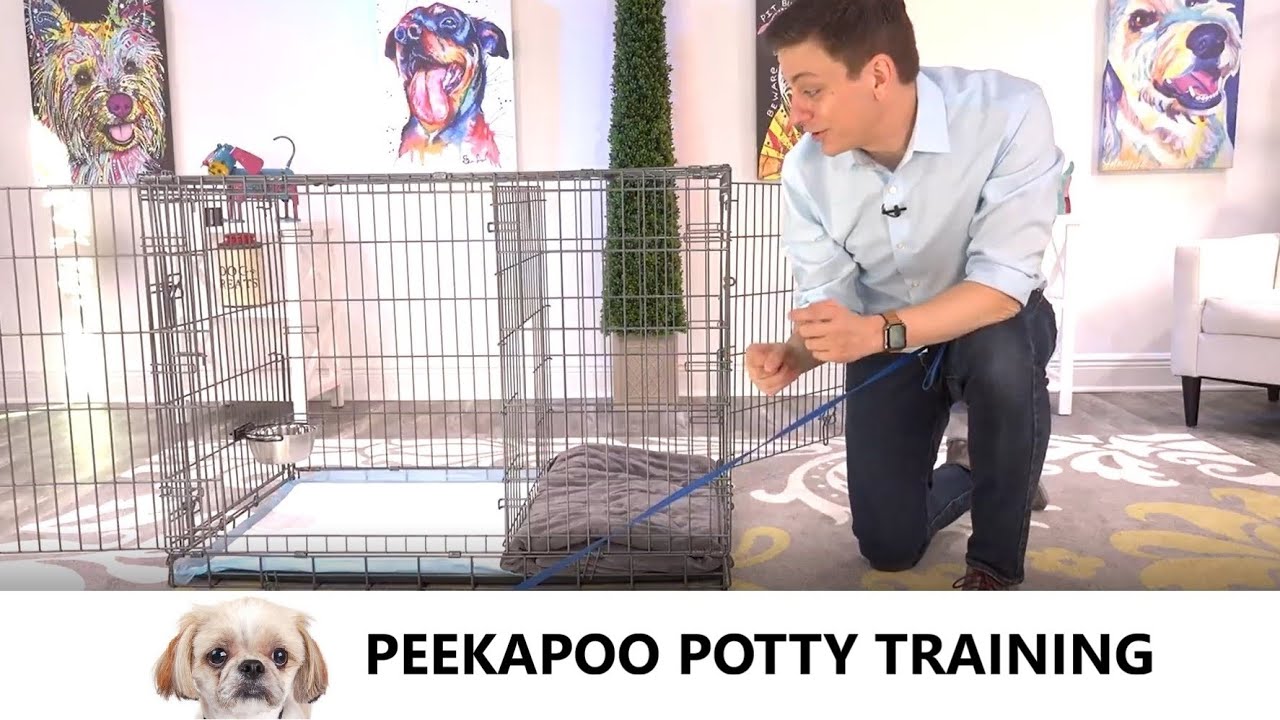 Peekapoo Potty Training from World-Famous Dog Trainer Zak George - How to Potty Train Peekapoo ...