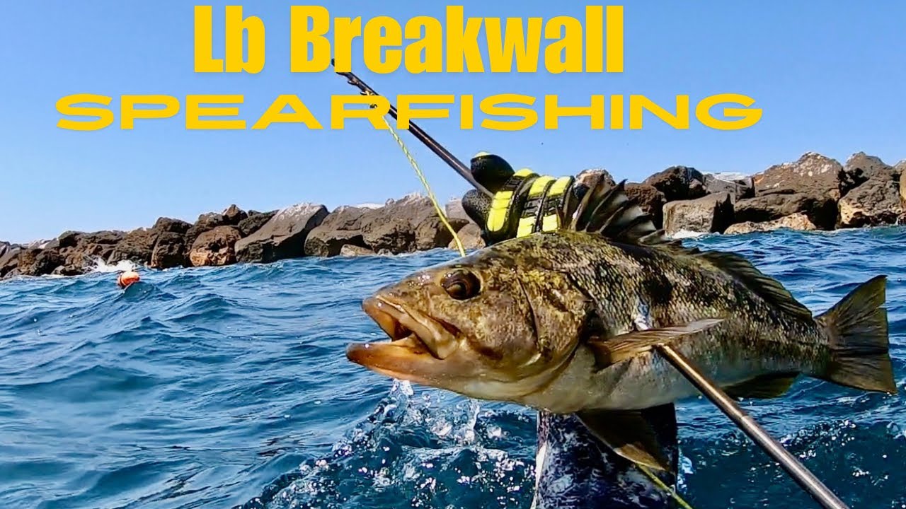 Spearfishing Long Beach Harbor and Breakwall! - YouTube