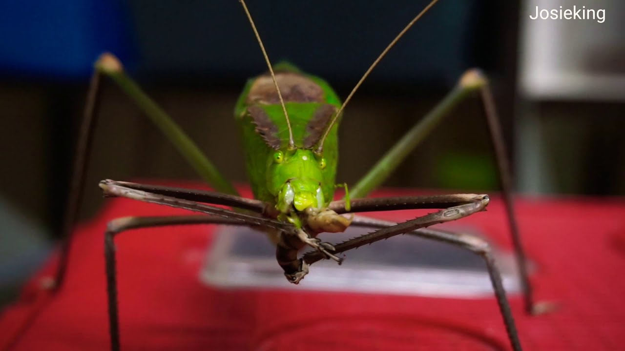 I love insects - YouTube