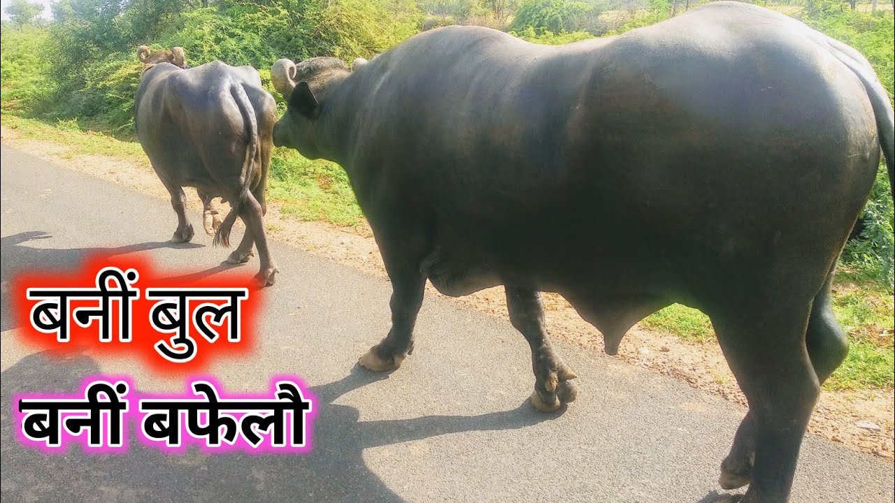 ORIGINAL Banni Bull & Banni Buffalo बनीं कच्छ गुजरात ।। - YouTube
