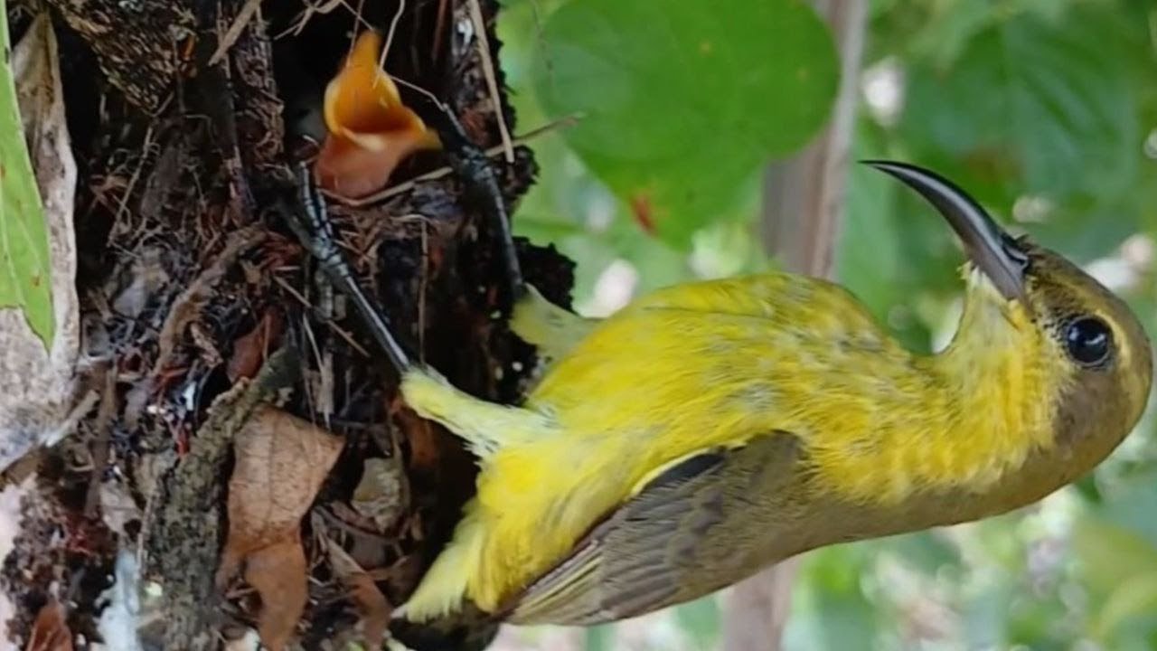 Garden sunbird bird Feed her baby in the nest well. (EP05) Beautiful ...
