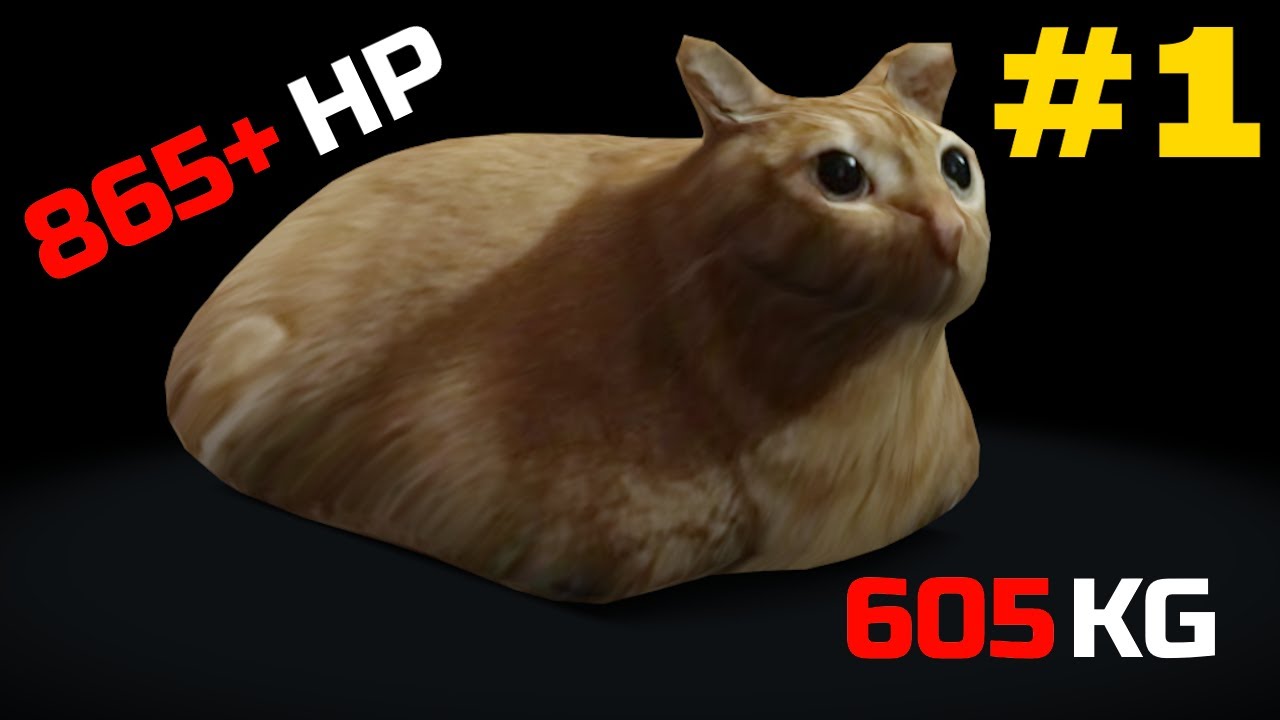 Winning a Race as a Cat on Assetto Corsa - YouTube