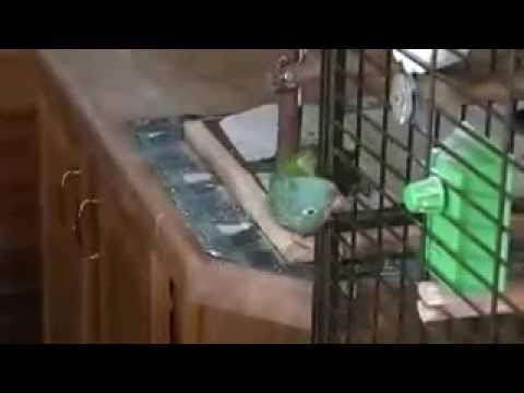 Chica, Mango and Ollie