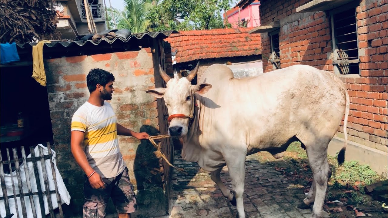 || BAKRID 2020|| Very Huge and Beautiful Cow in Golbaadi. - YouTube