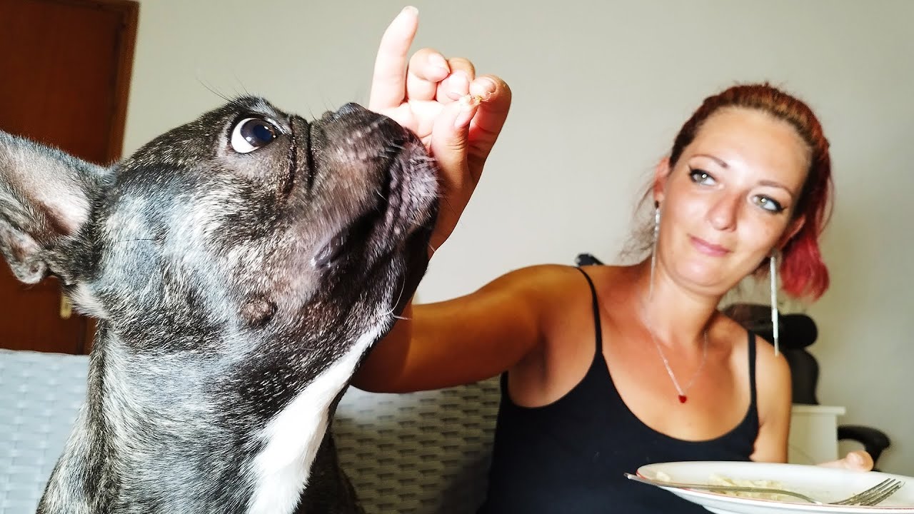 You Just Found The Cutest Dog On The Internet! Loki Frenchie 😍😍 - YouTube