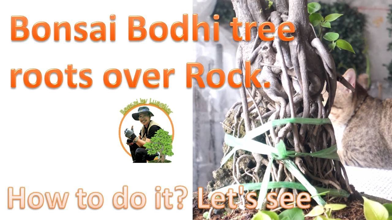 Bonsai Bodhi tree roots over Rock. - YouTube