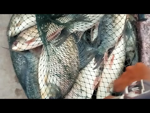 mancing ikan mata merah di sungai, umpan kelapa sawit hasilnya bikin mlongo