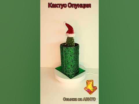кактус Опунция.авито:комнатные цветы от Олеси Ставрополь. - YouTube