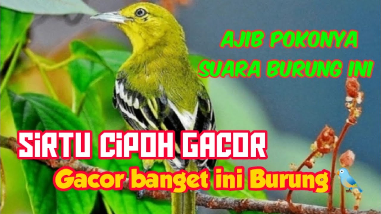 Suara Burung Sirtu Gacor Full Isian - Suara burung | Cak Lilin Burung ...