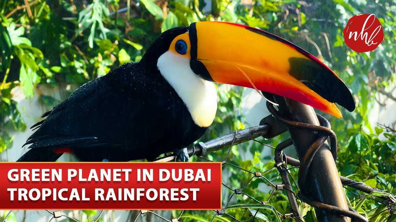 The Green Planet Dubai | Indoor Tropical Rainforest Full Tour | The ...