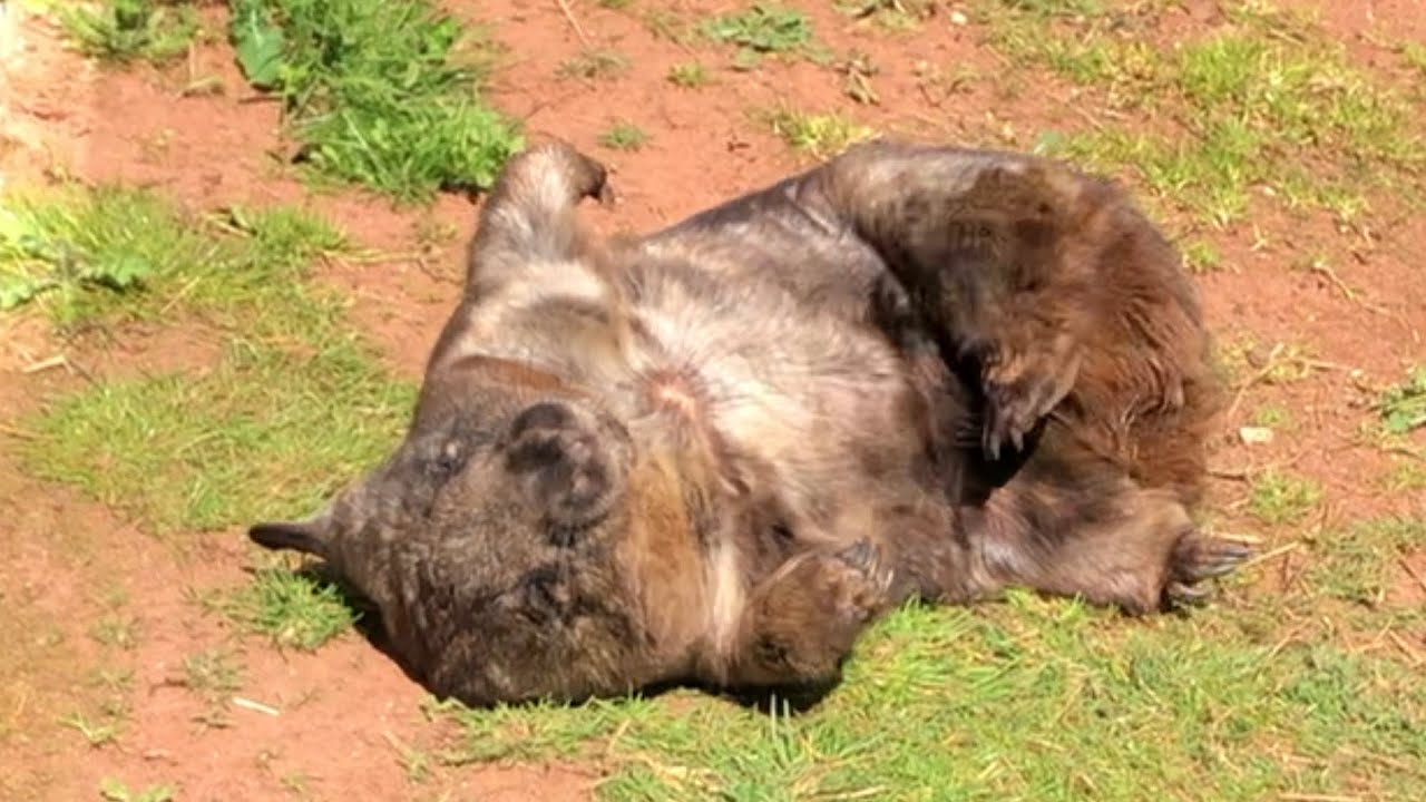 Ellie the wombat - YouTube
