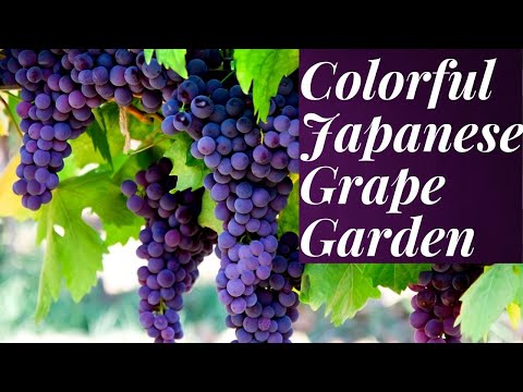 Colorful Japanese Grape Garden