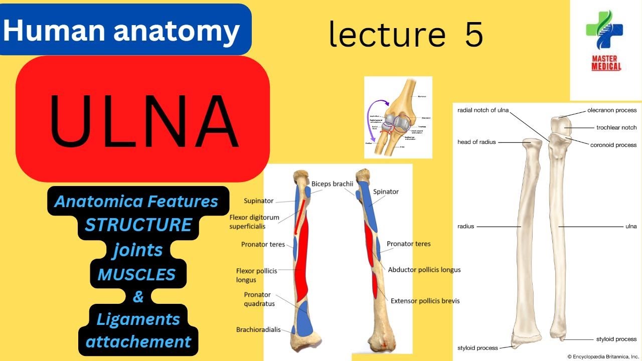 Ulna bone anatomy / external features of ulna / muscle attached to ulna ...