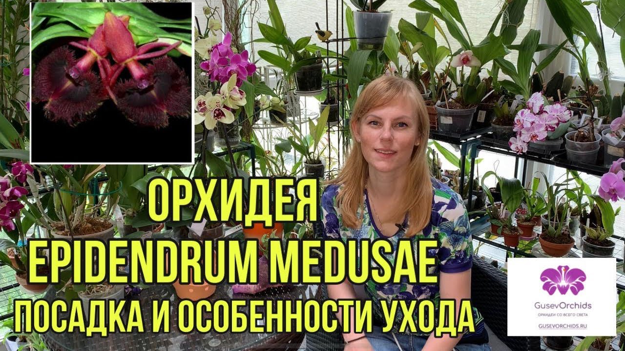 ОРХИДЕЯ Epidendrum medusae. Посадка и особенности ухода - YouTube