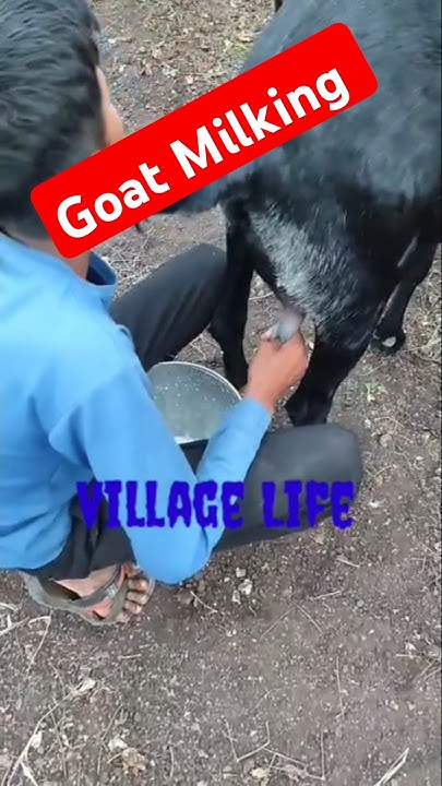 Goat Milking l Goat Milking Routine | Milk Goats | Small Farm Dairy #trending #shortsviral # ...