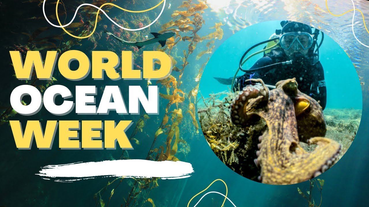 Chelsea Bennice | Exploring an Octopus’ Garden - YouTube