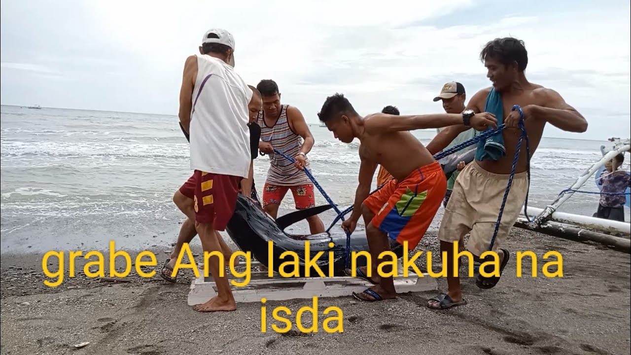 blue Marlins (marang fish) //Bisaya vlog - YouTube