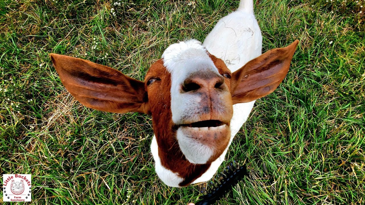 Our sweet goat, Dee, can't stop smiling while being brushed & those ...