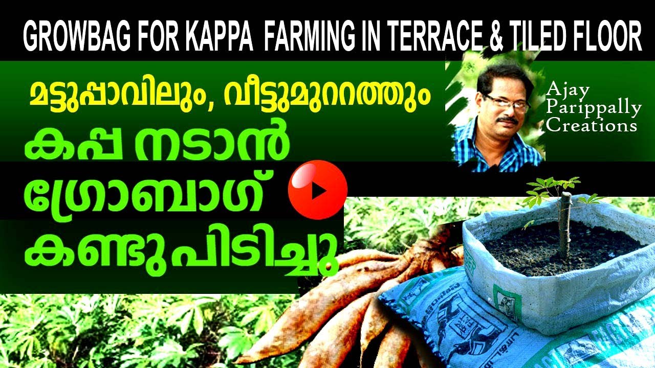 Farming kappa in Grow bag/Ajay Parippally Creations - YouTube
