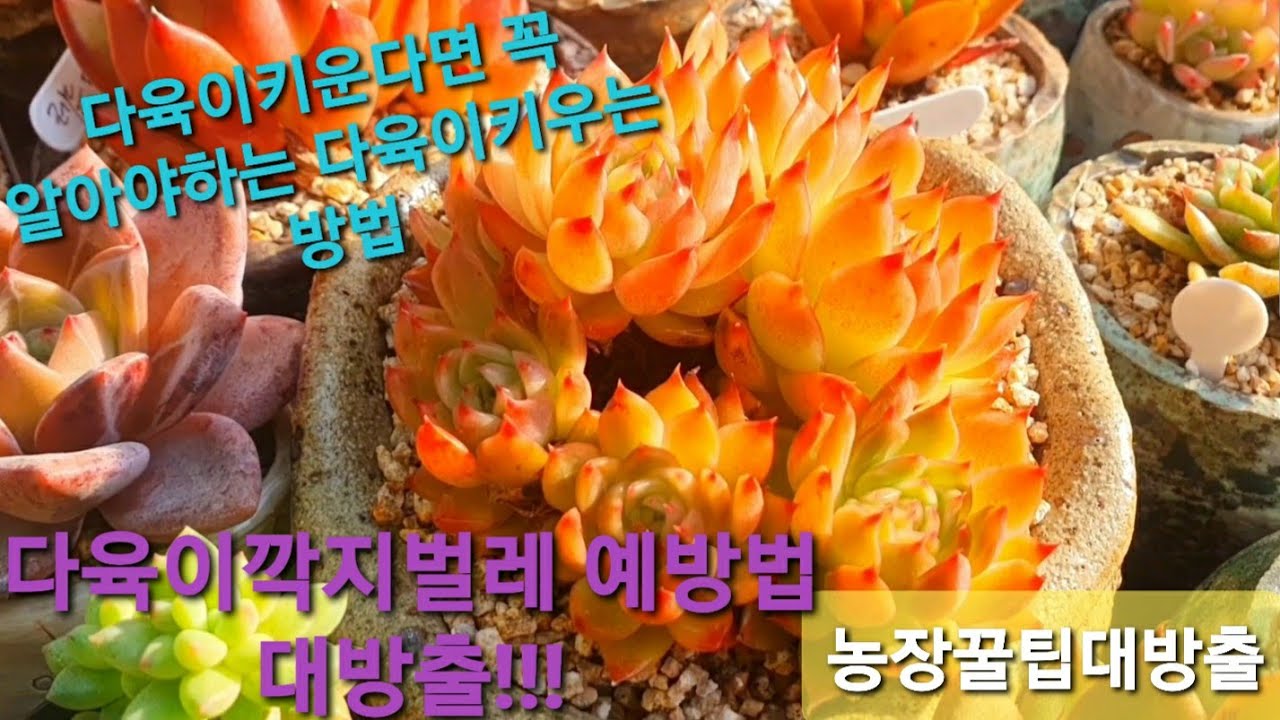 다육이♡ 요즘계절 잘 생기는 깍지벌레예방법 안보면손해입니다😆 다육이키우기 다육이정보 다육이관리법 다육이병충해 초보다육이