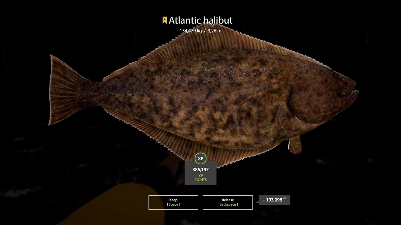 Trophy Atlantic Halibut 154,479kg | Norwegian Sea - YouTube