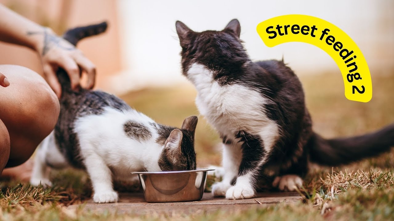 Street feeding 2 - YouTube
