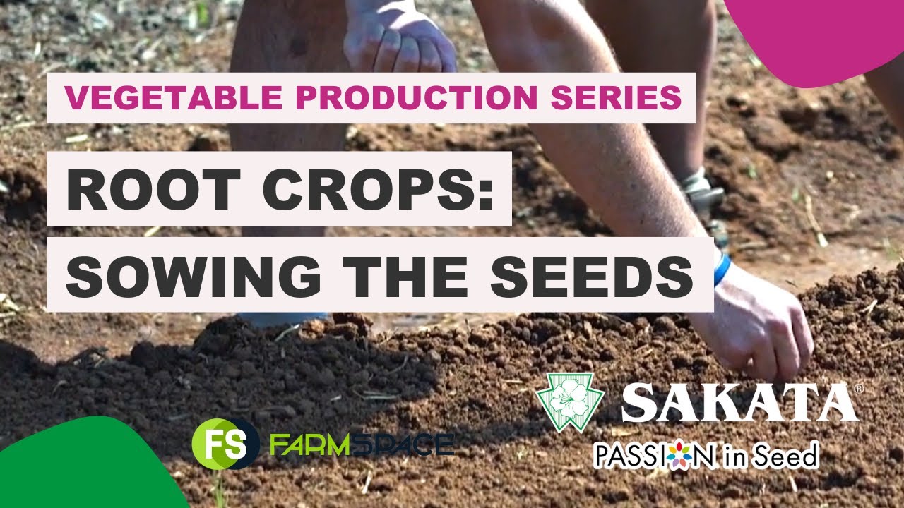 #14 Root Crops: Sowing the seeds - YouTube