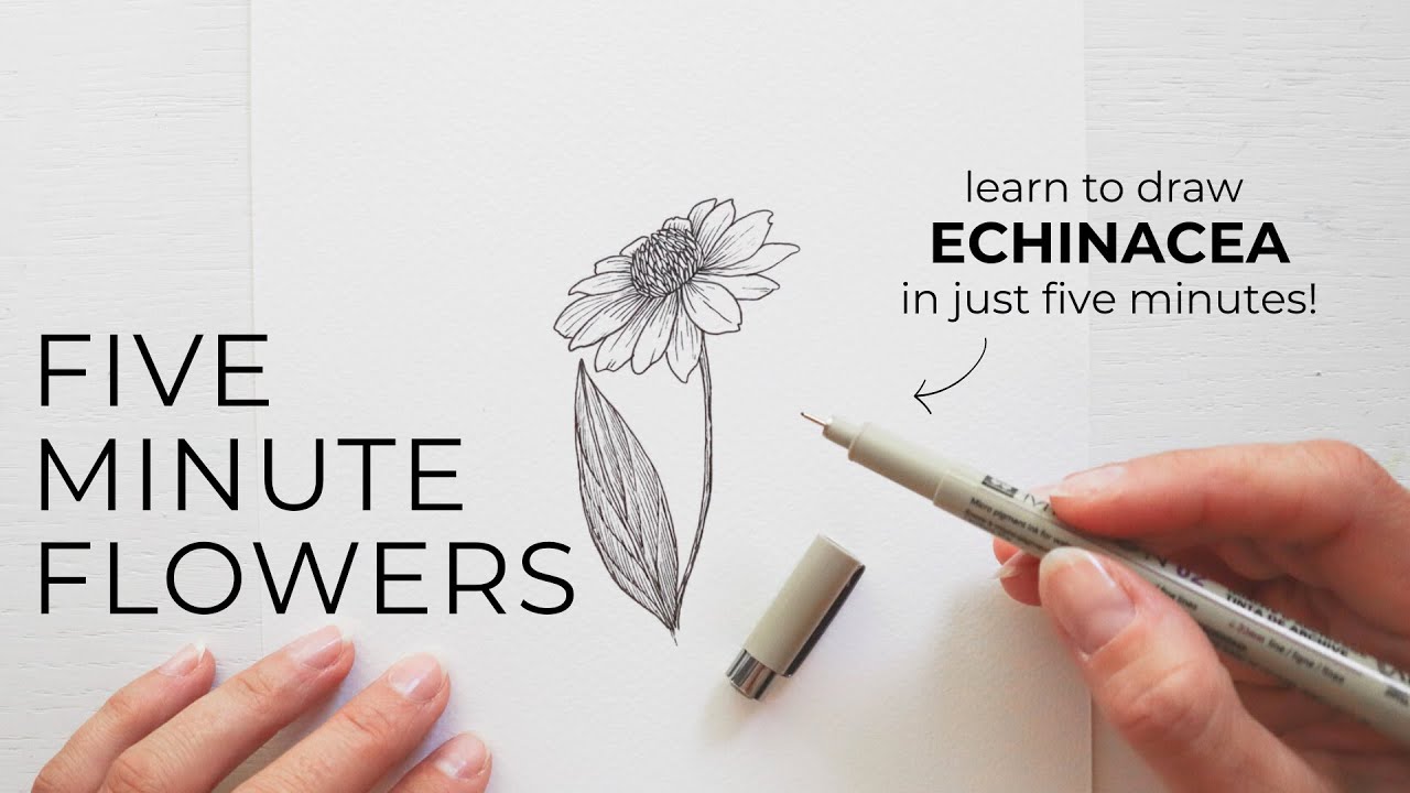 Learn to draw Echinacea {Coneflower} Five Minute Flowers - YouTube