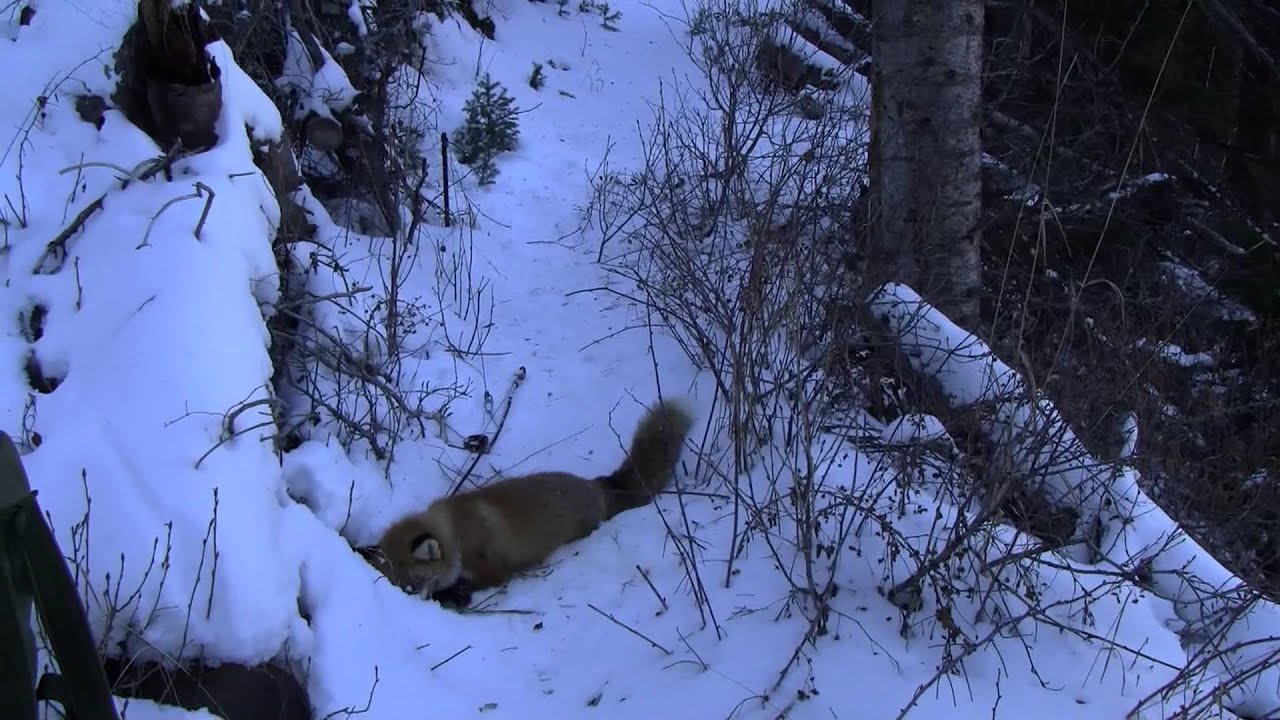 Red Fox in a snare - YouTube