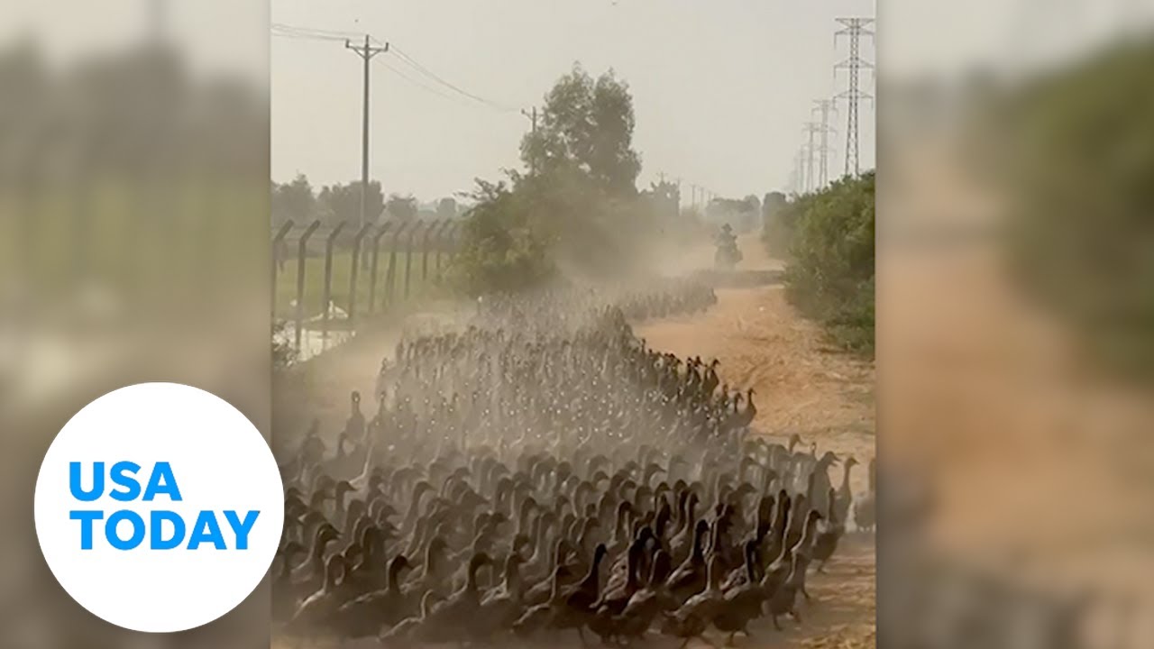 Duck, duck, go! Duck stampede charges down dirt road in Cambodia. | USA ...