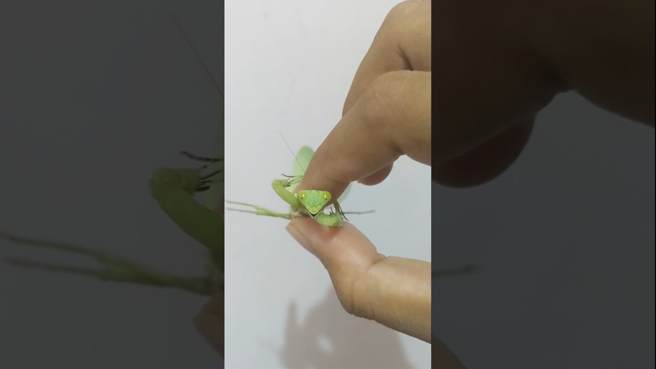 Cangcorang 😅 #shorts #story #animals #nature - YouTube