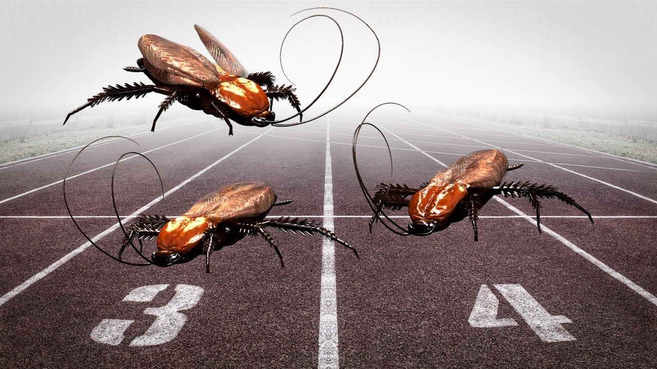 The Pensacola Blue Wahoos "Roach Run" - YouTube