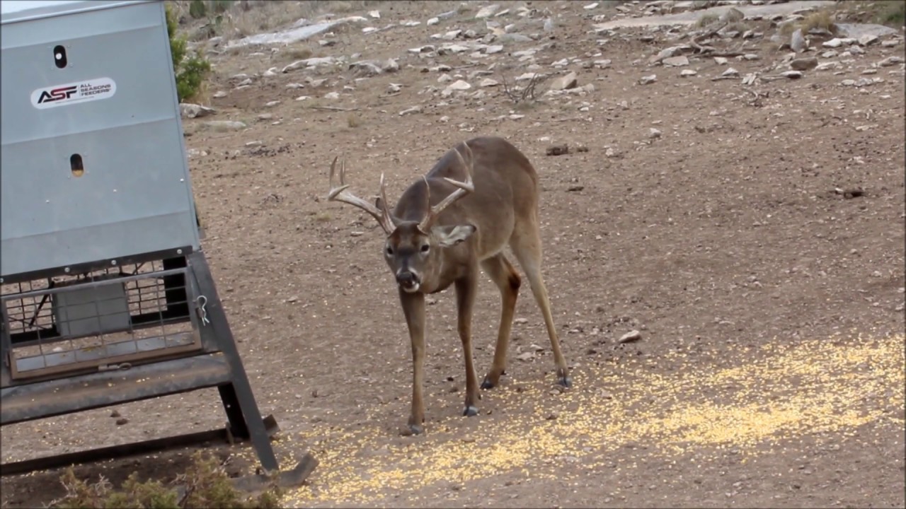 "Bully 8pt" Bow Buck - Jan 01, 2020 - YouTube