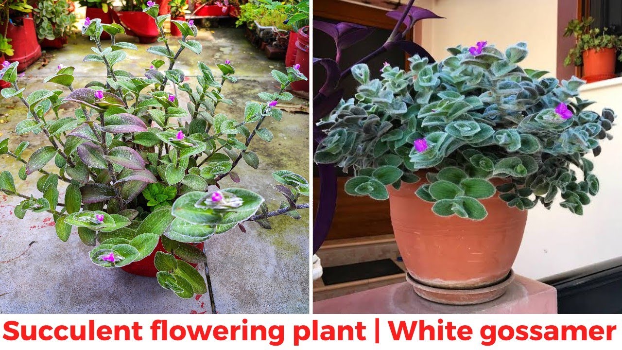 Permanent Succulent flowering plant White gossamer / White velvet plant ...